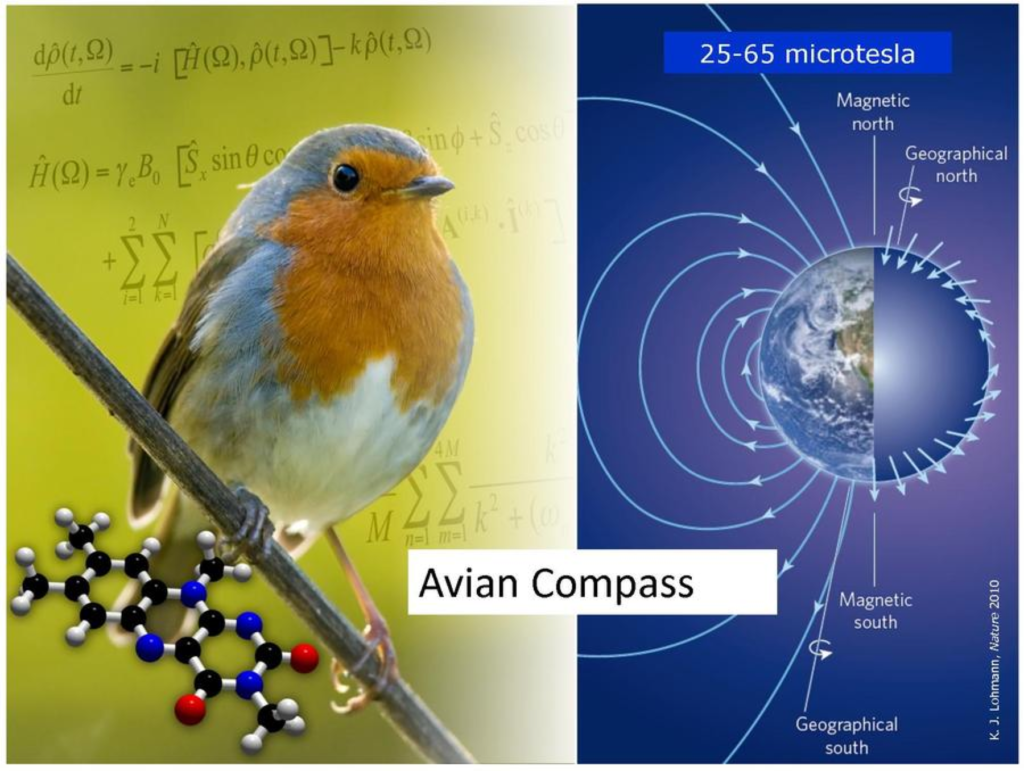 Quantum Biology: Part 1 – Nature-Made Quantum Sensors - Quantum ...