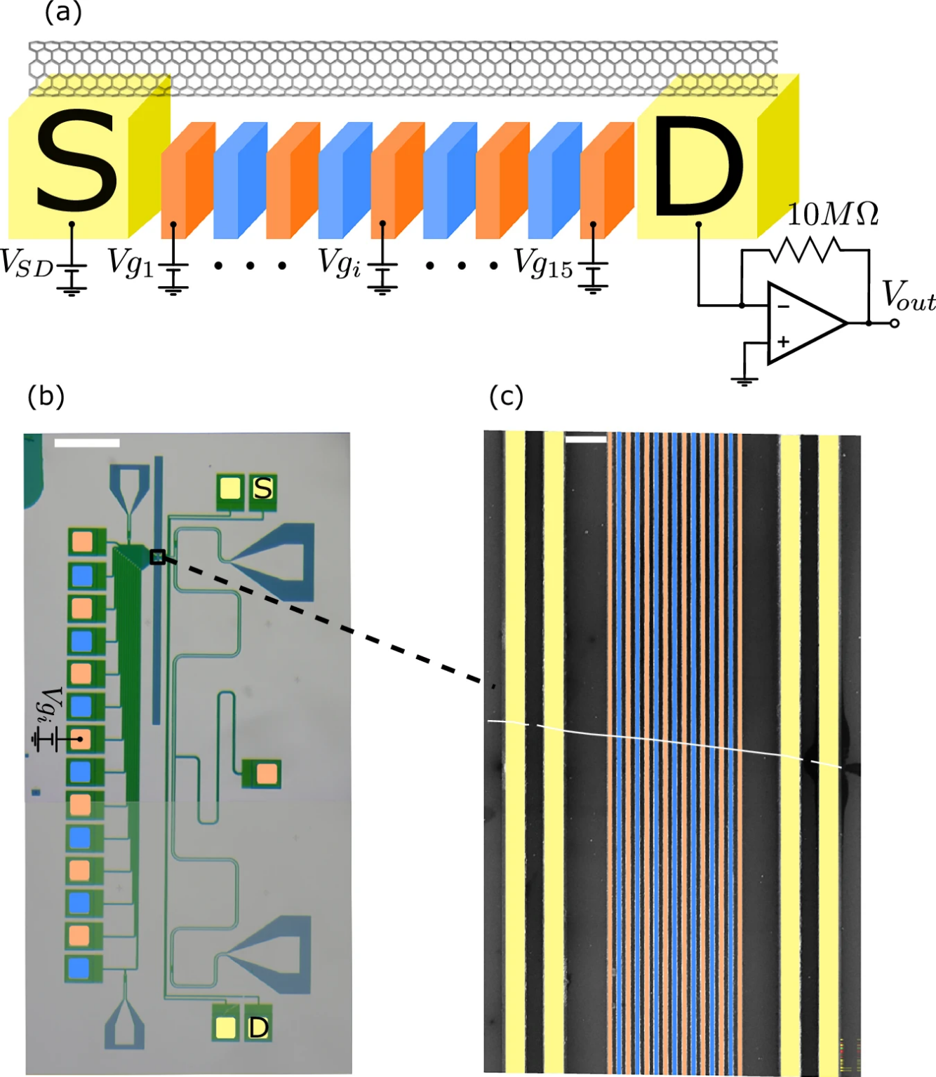C12 Demonstrates Tunable Metal–Insulator Transition in Ultra-Clean ...